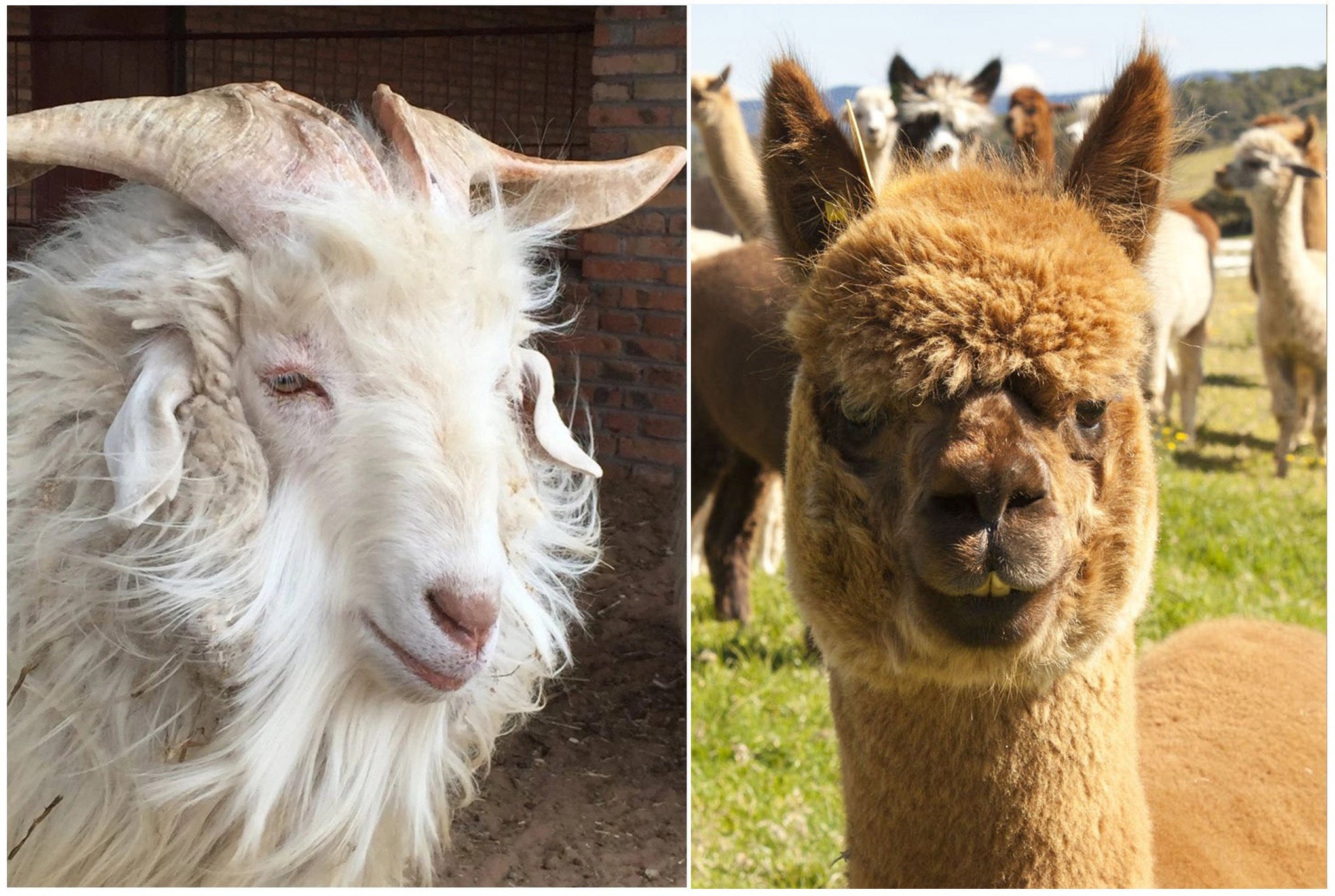 Alpaca vs. Cashmere? 6 Big Differences– Shupaca